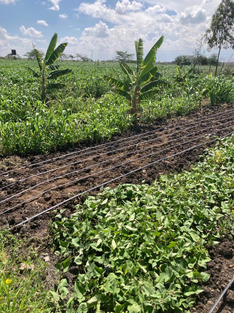 The Maasai – E.Y.E. C